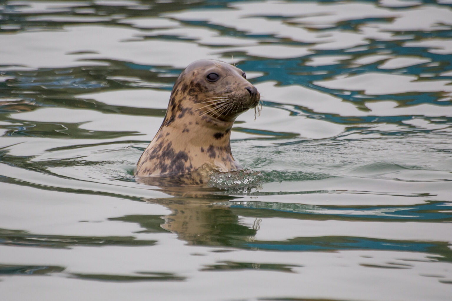 Foka szara - Chroń Bałtyk
