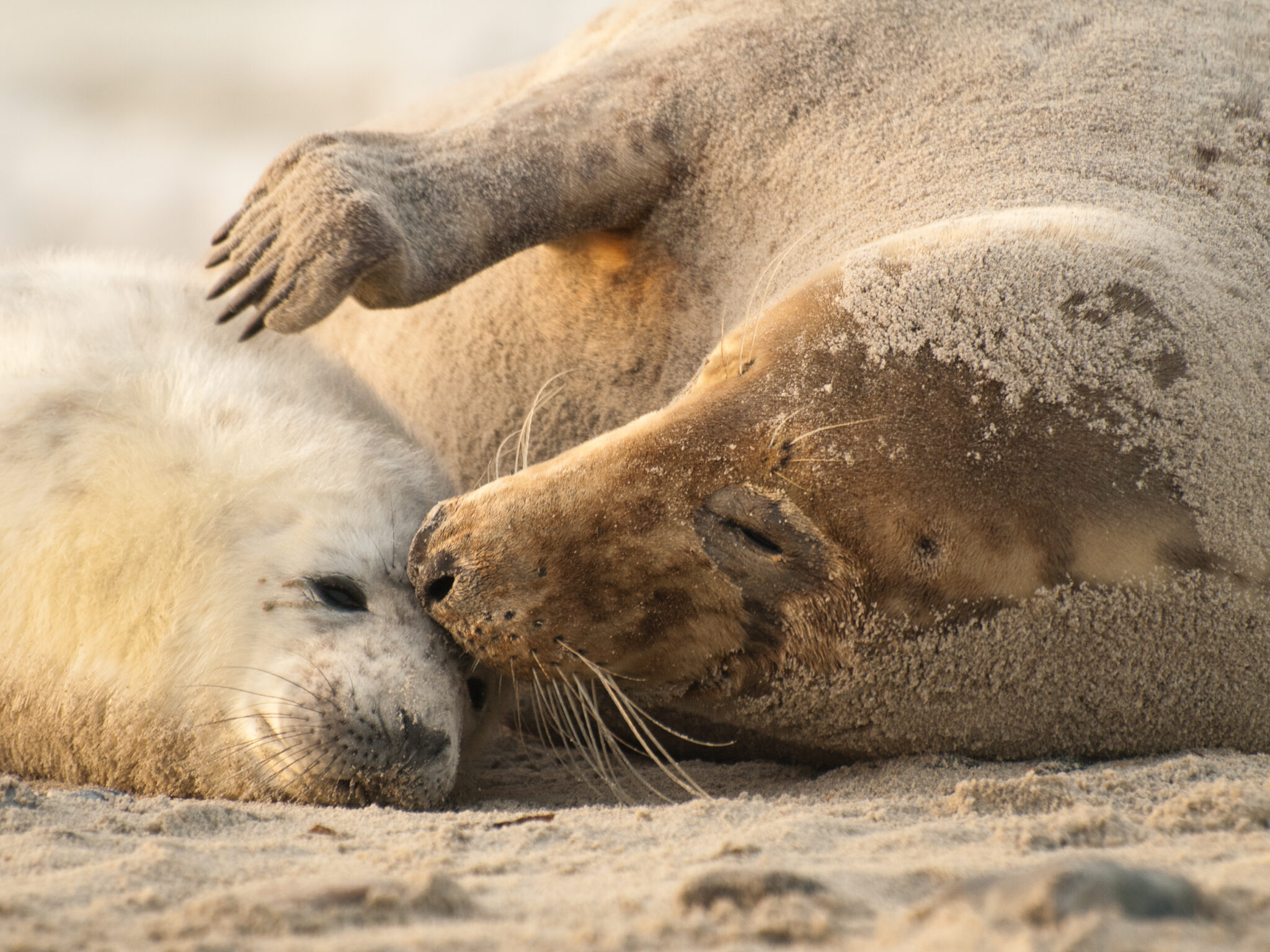 Foka szara - Chroń Bałtyk